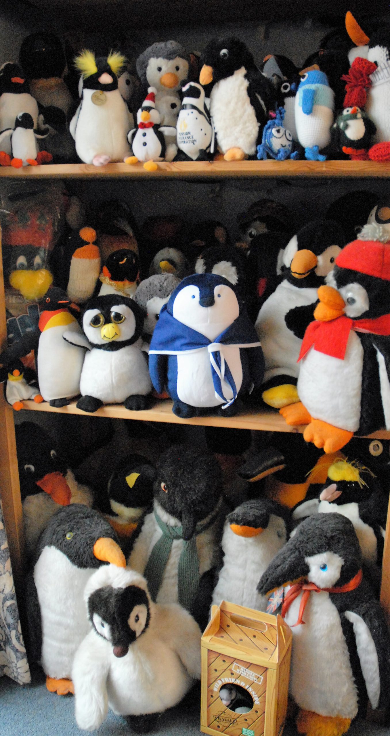 Shackleton The Penguin Photo Gallery – ReQuest2021