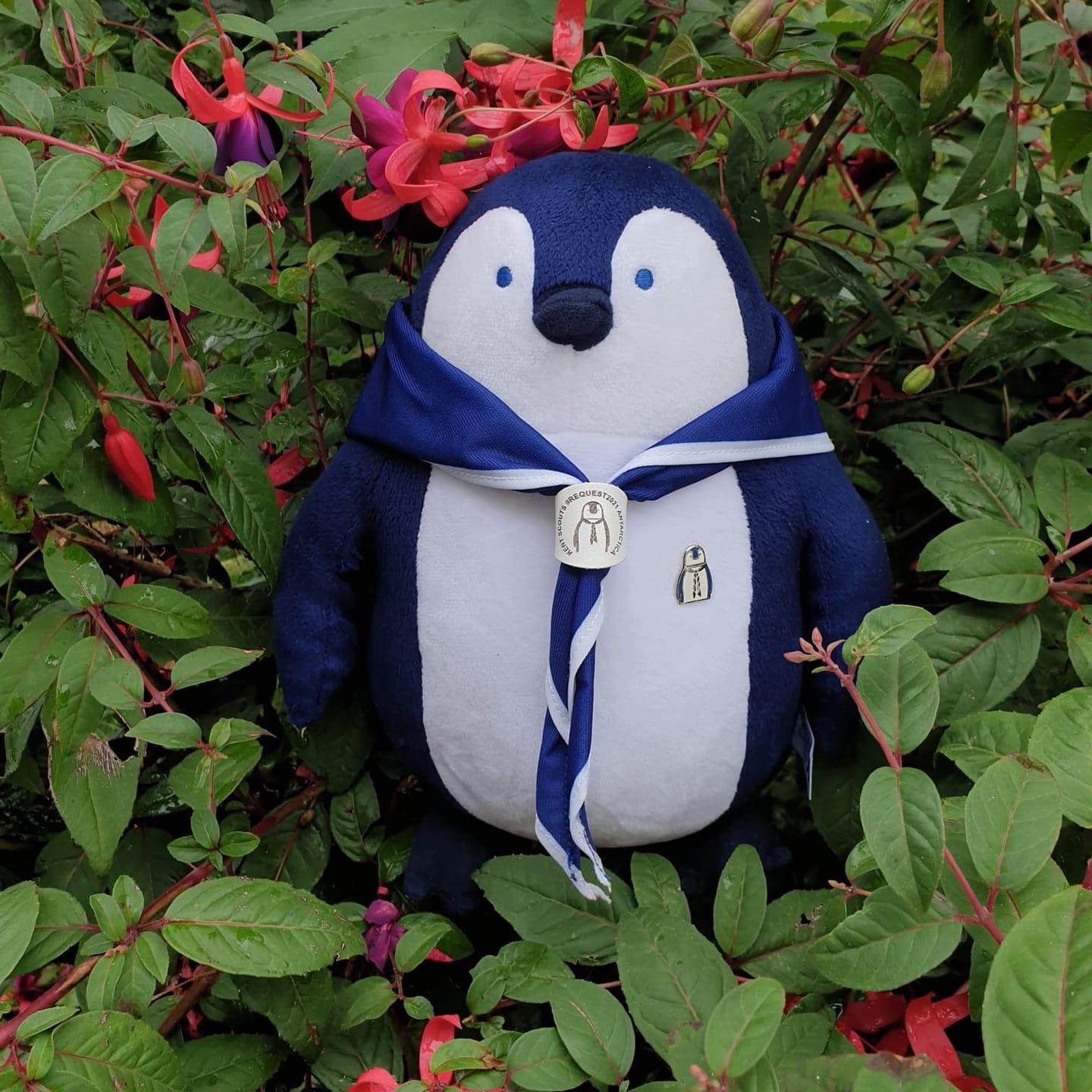 Shackleton The Penguin Photo Gallery – ReQuest2021